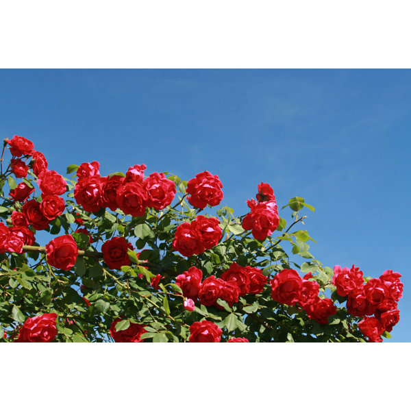 Ebern Designs Red Climbing Rose by Gabriele Grassl - Wrapped Canvas ...