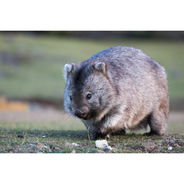 Ebern Designs Wombat Walking On Grass by - Wrapped Canvas Photograph ...
