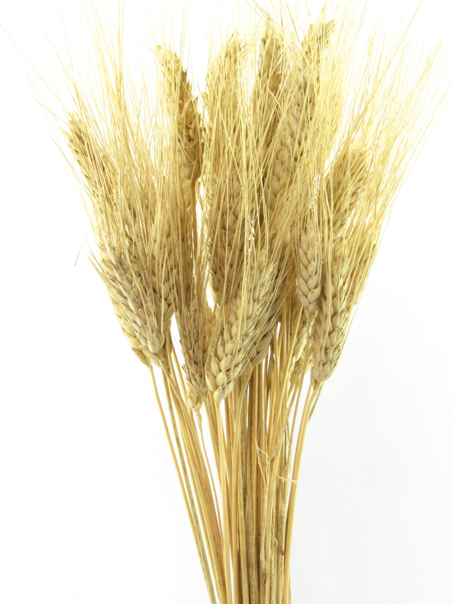 Primrue NATURAL WHEAT BUNCH | Wayfair
