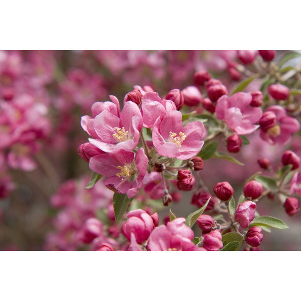 Ebern Designs Brysten Crab Apple Tree Bloom - Wrapped Canvas Photograph ...