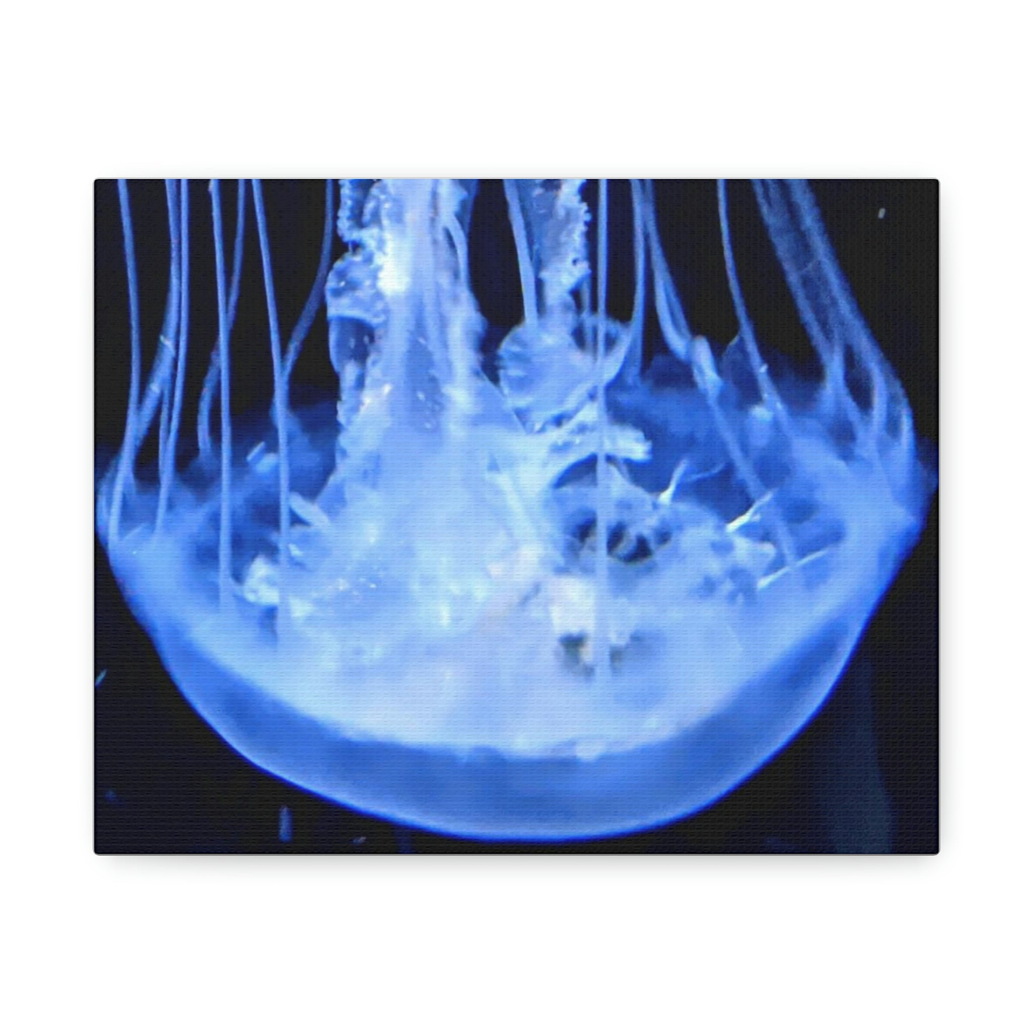 Brayden Studio® Jellyfish by Kelly Johnson - Wrapped Canvas ...
