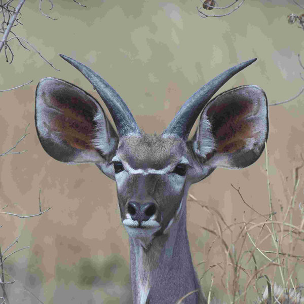 Millwood Pines Young Kudu - Wrapped Canvas Print | Wayfair