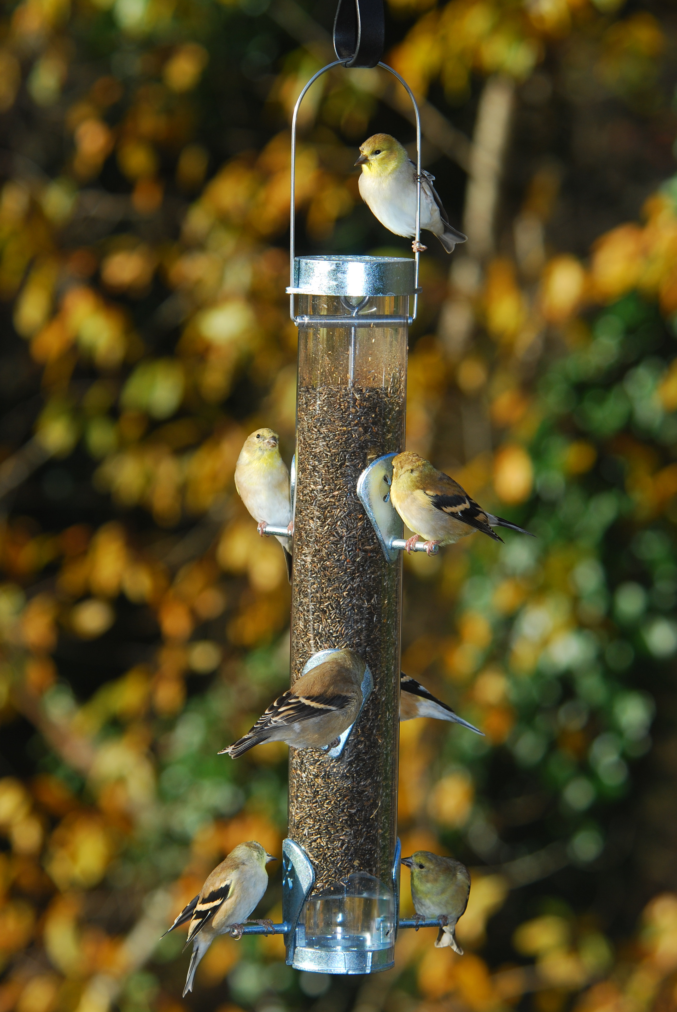 Droll Yankees Classic Finch Tube Bird Feeder | Wayfair