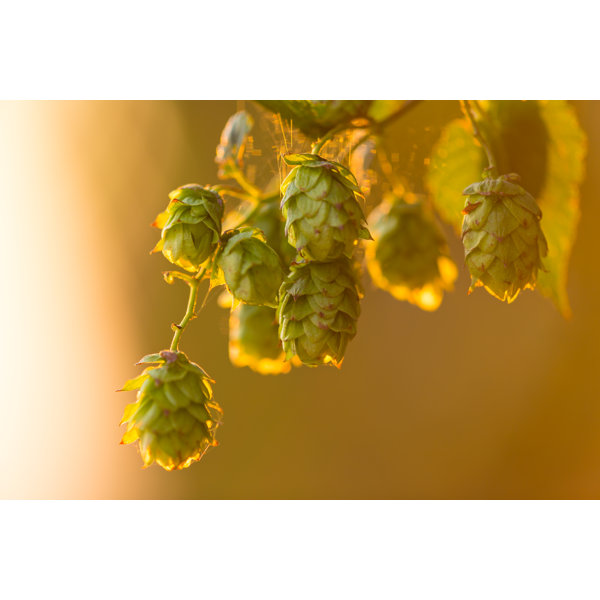 Ebern Designs Detail Of Fresh Hops Cones - Wrapped Canvas Photograph ...