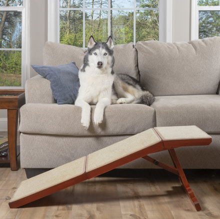 Wayfair | Dog Ramps & Stairs You'll Love in 2022