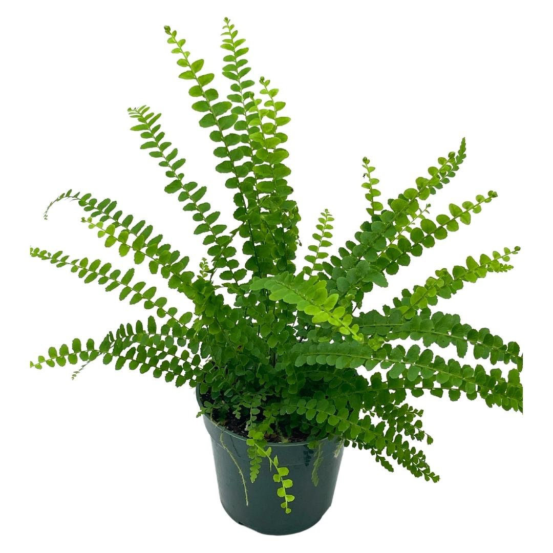 Florida House Plants Live Fern Low Maintenance Plant in Pot | Wayfair