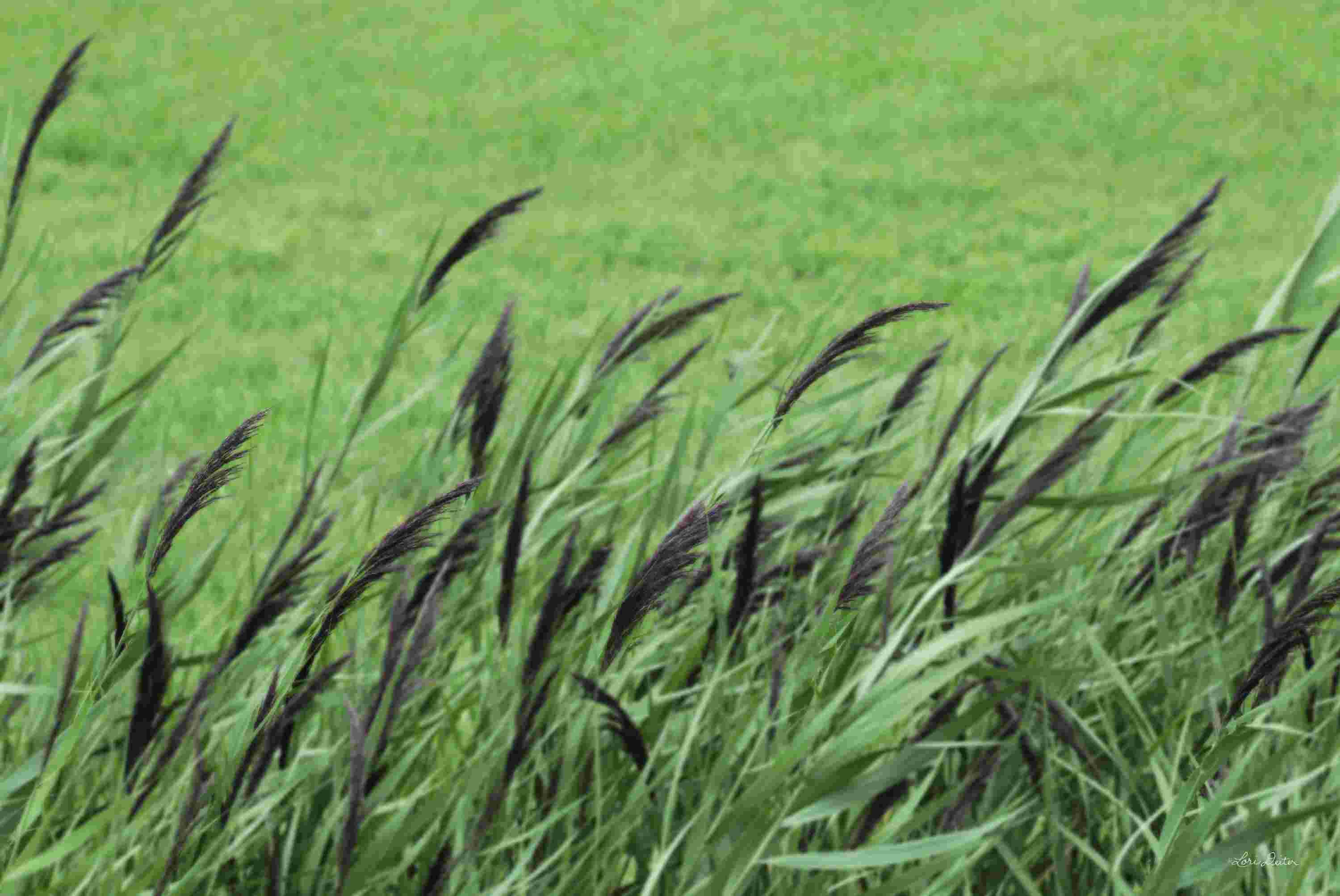 Gracie Oaks Wispy Grass by Lori Deiter - Wrapped Canvas Photograph ...