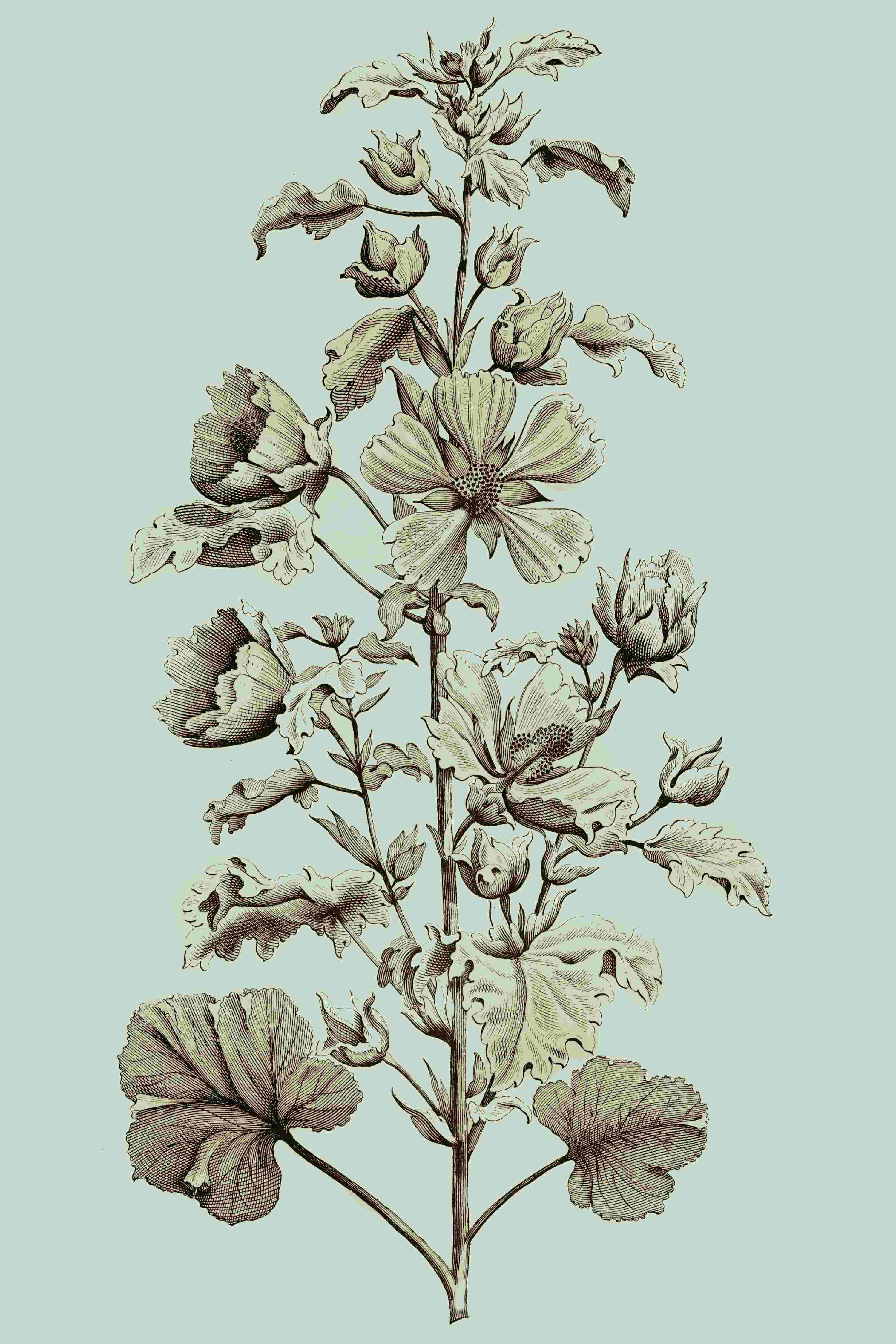 Red Barrel Studio® Imperial Munting I by Abraham Munting - Wrapped ...