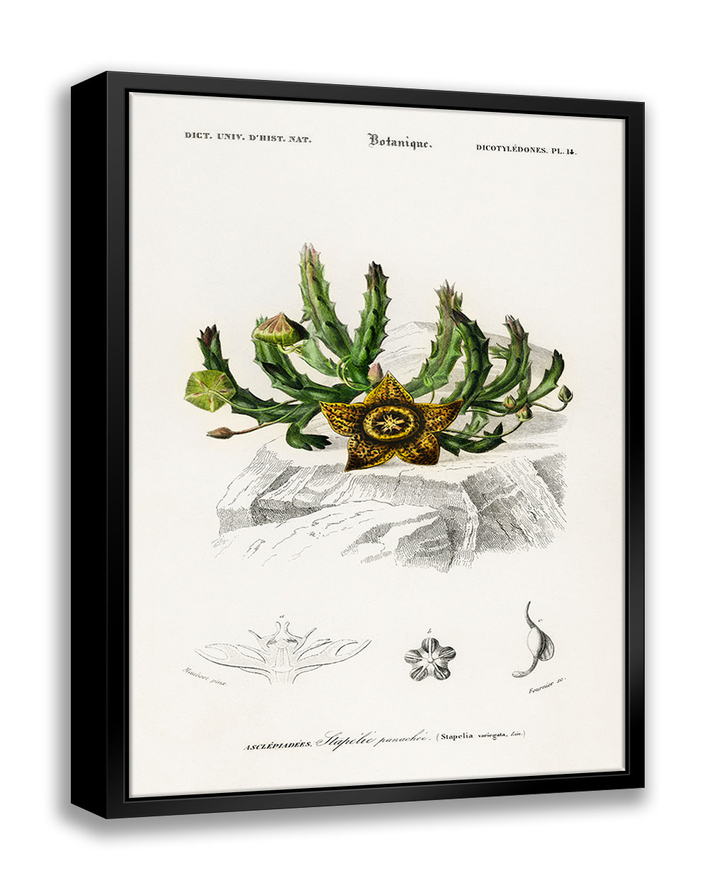 ATX Art Group LLC Carrion-Flower by Stanley Print House - on | Wayfair