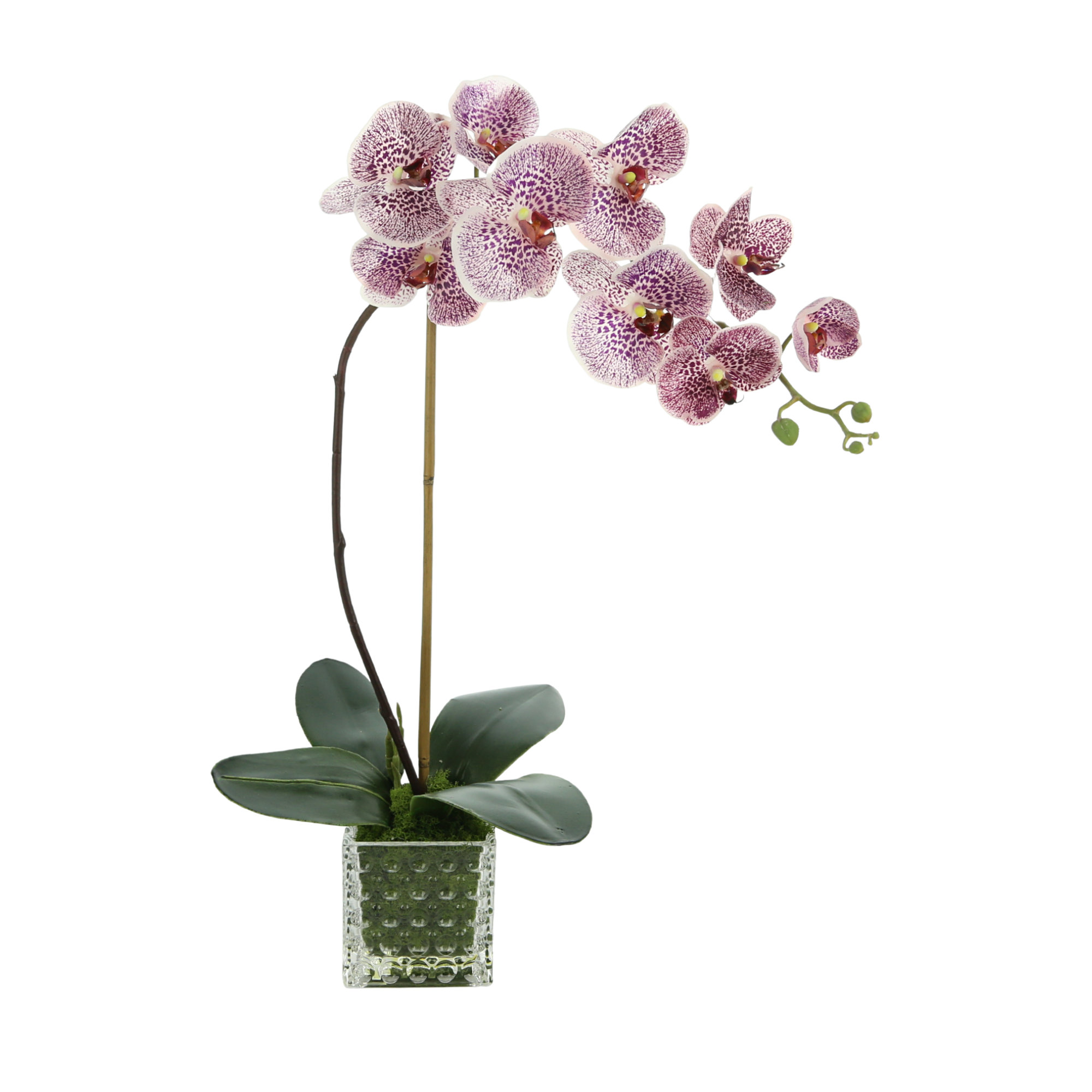 Creative Displays, Inc. Arrangement Orchid in Vase | Perigold