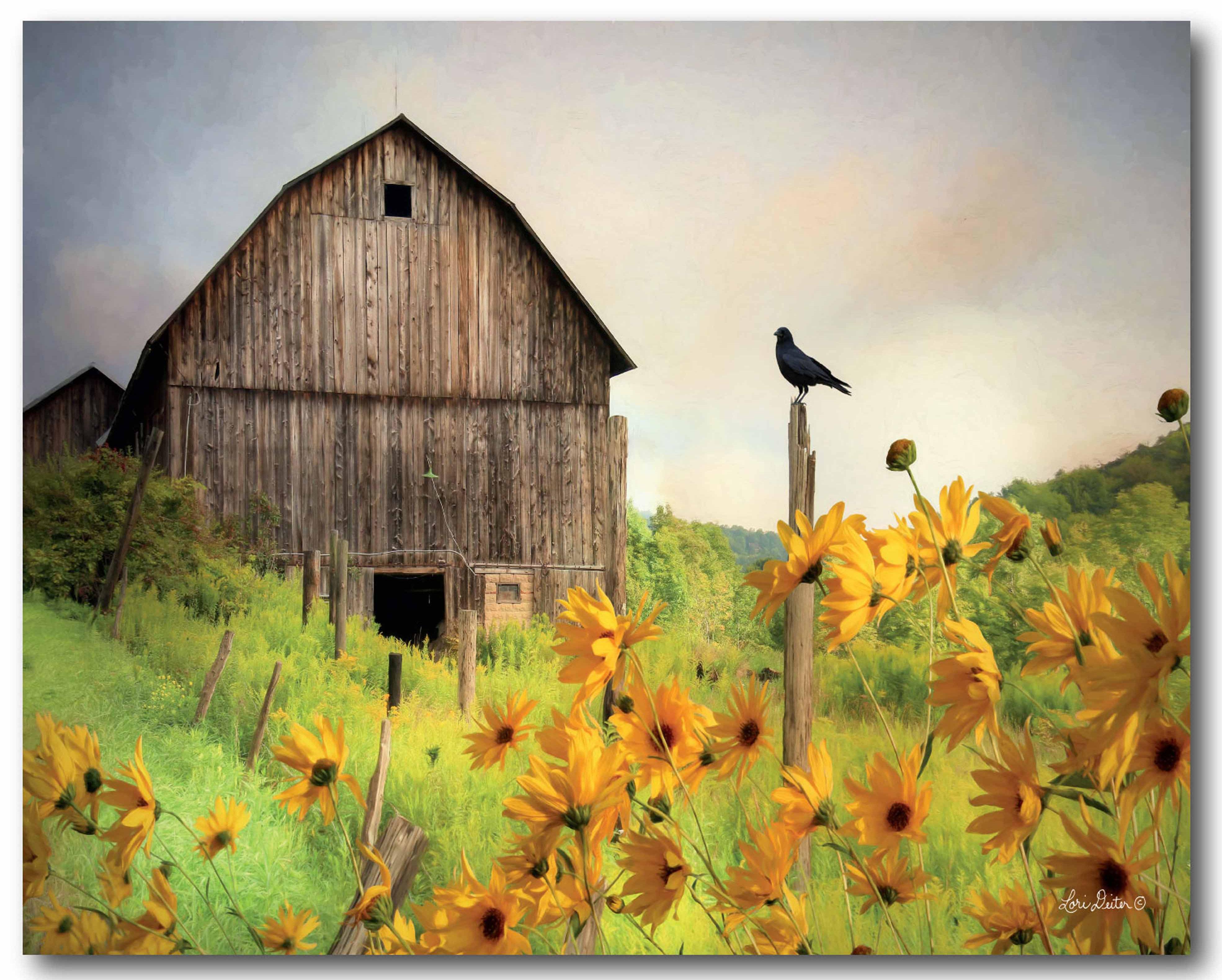 August Grove® Farm & Sunflower - Wrapped Canvas Photograph & Reviews ...