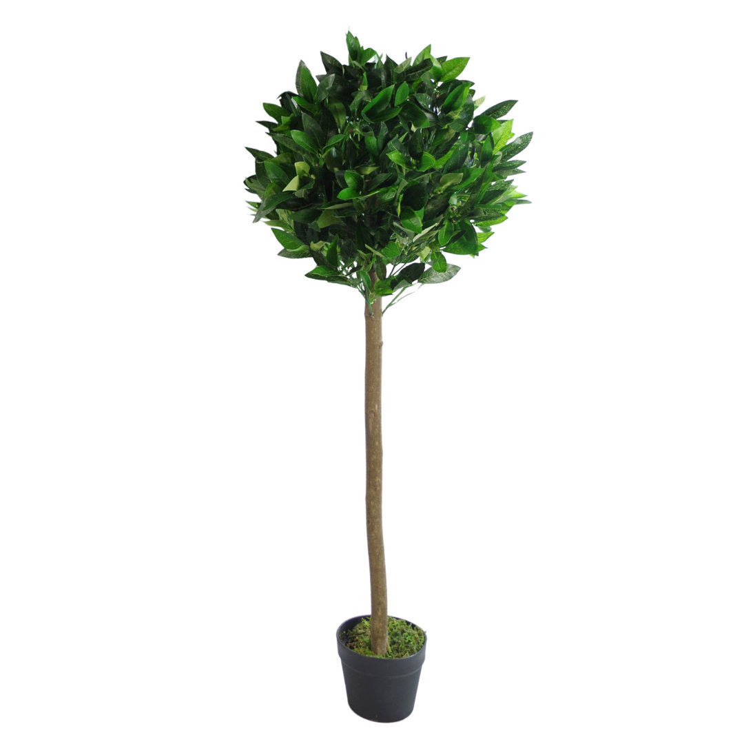 Bay Trees: Bay Trees & Planters For Sale, Laurus Nobilis