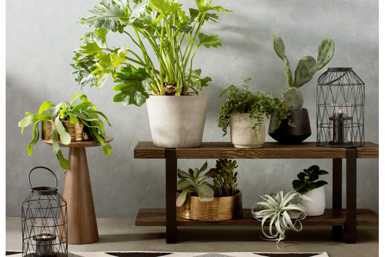 The Best Faux Plants for Fabulous Foliage | Wayfair