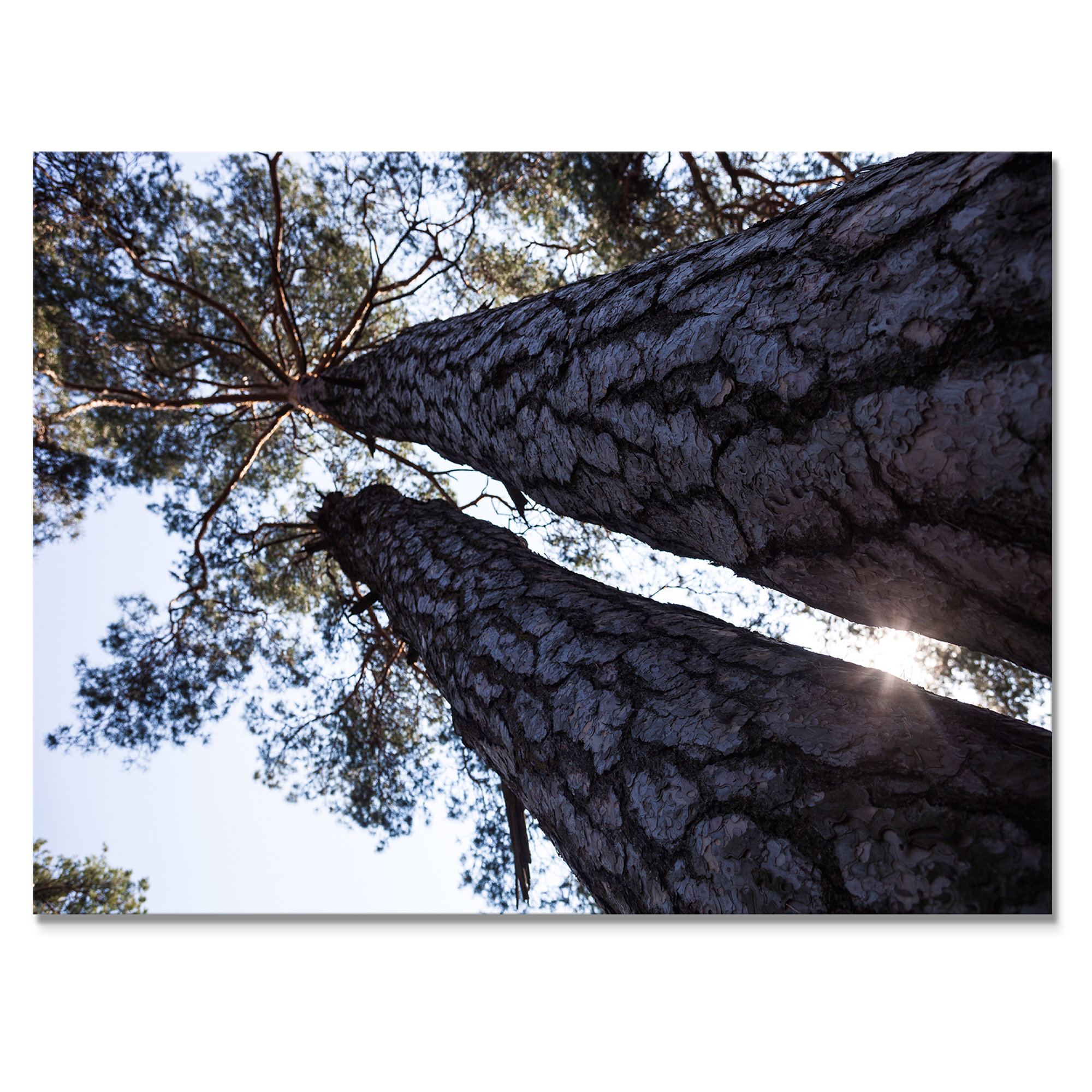 Loon Peak® Silhouettes Of Two Thick Pine Tree Trunks And Tops ...