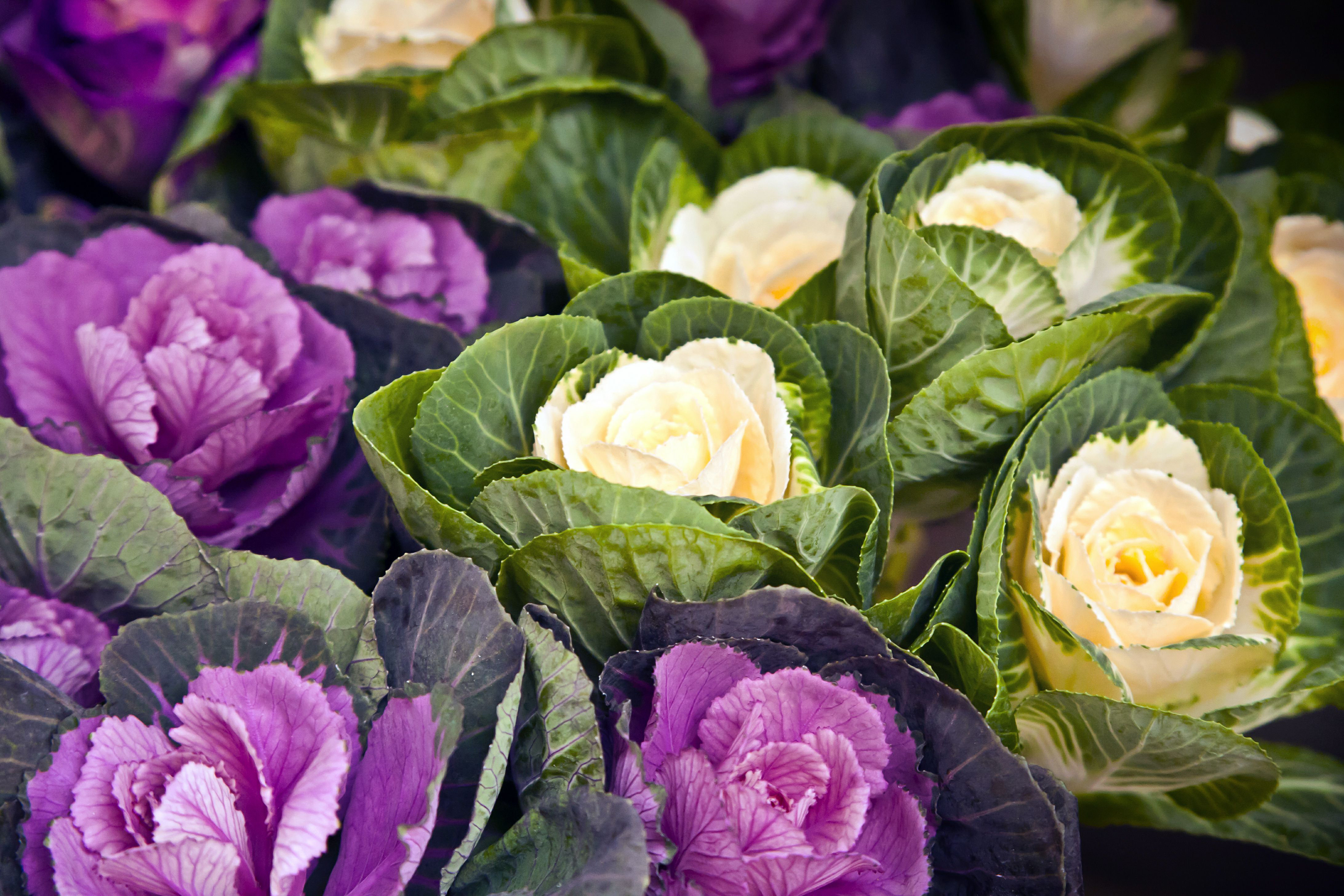 Ebern Designs Chenisse Flowering Cabbage - Print | Wayfair