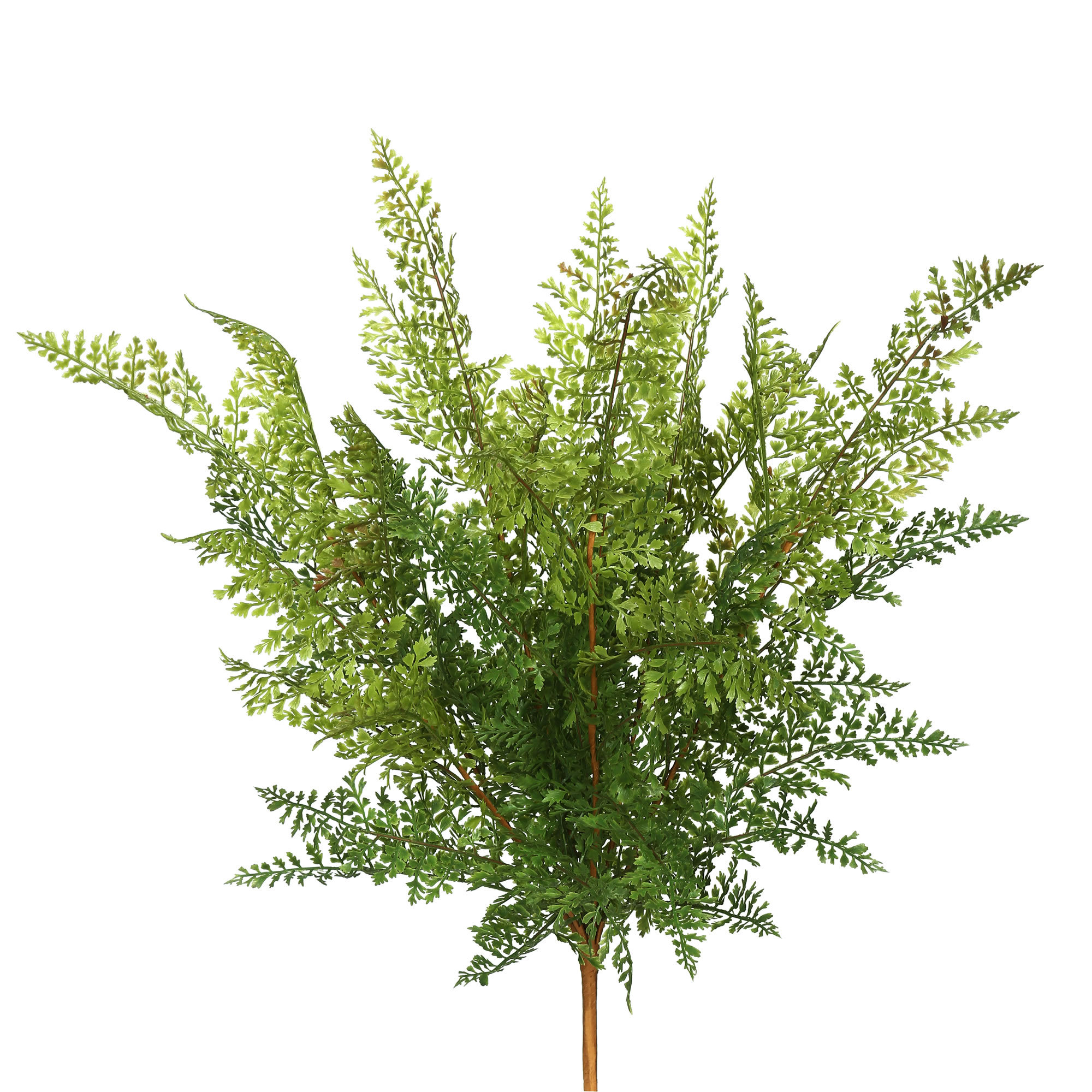 Millwood Pines Fern Bush & Reviews | Wayfair