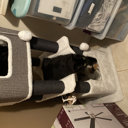 Archie & Oscar™ 43" Robyn Cat Tree & Reviews | Wayfair