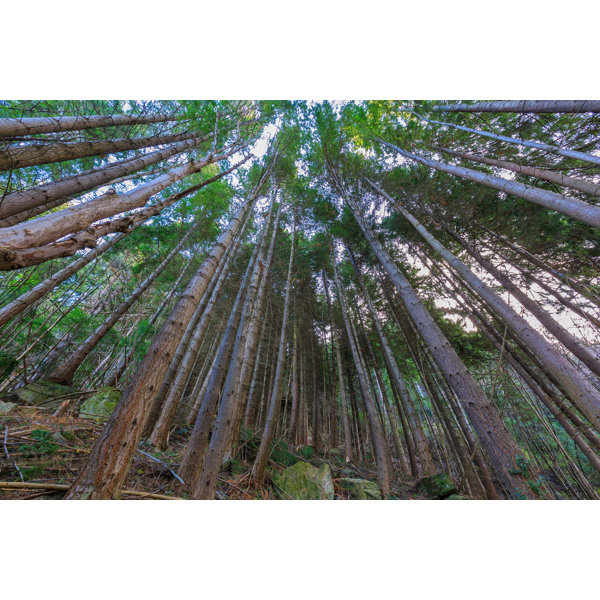 Millwood Pines Pine Forest In Queenstown - Wrapped Canvas Photograph ...