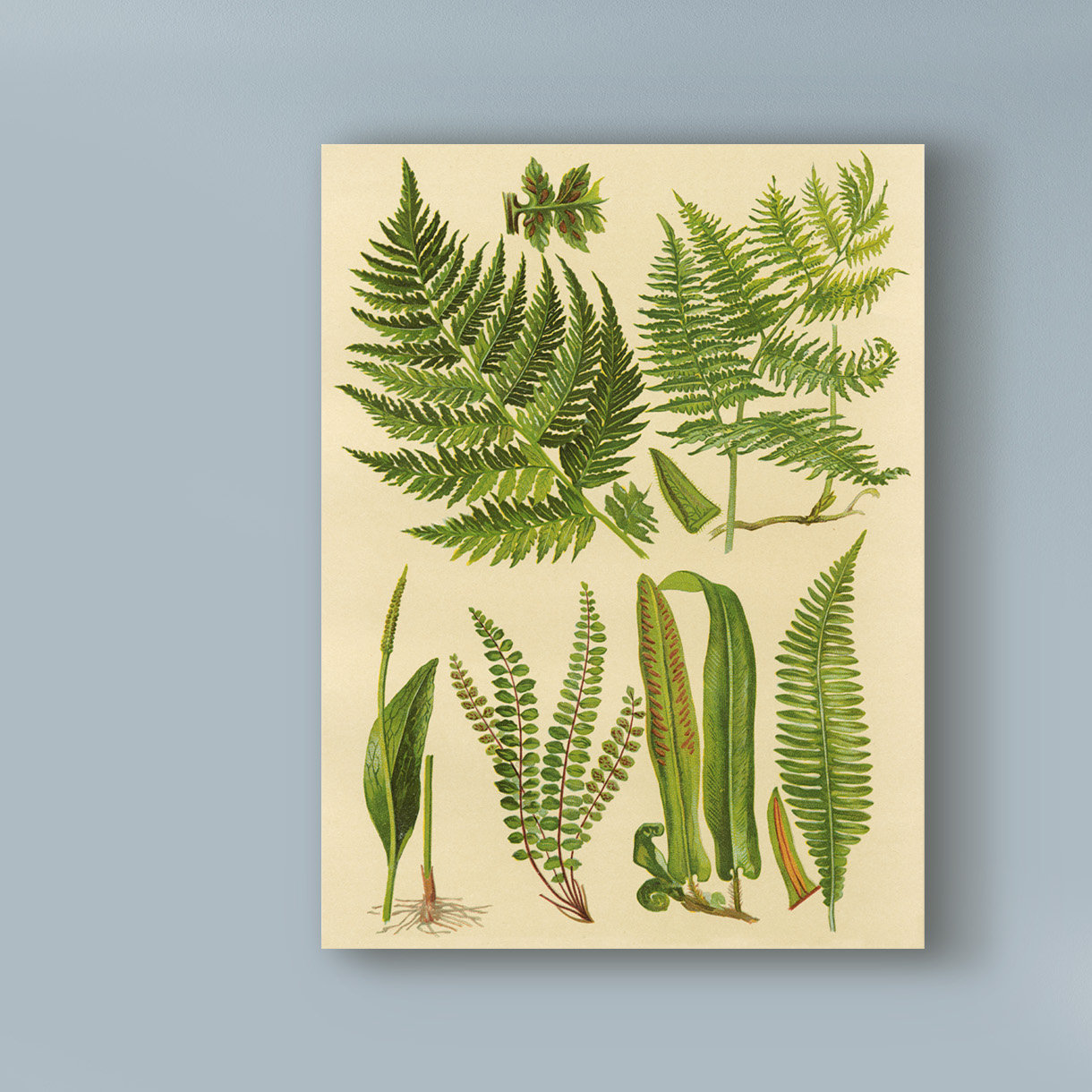 Gracie Oaks Fern Collection I by Vision Studio - Wrapped Canvas Print ...