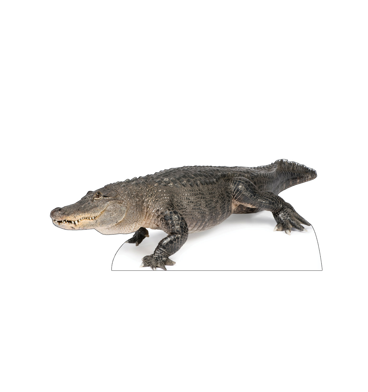 Advanced Graphics American Alligator Cardboard Stand-Up & Reviews | Wayfair