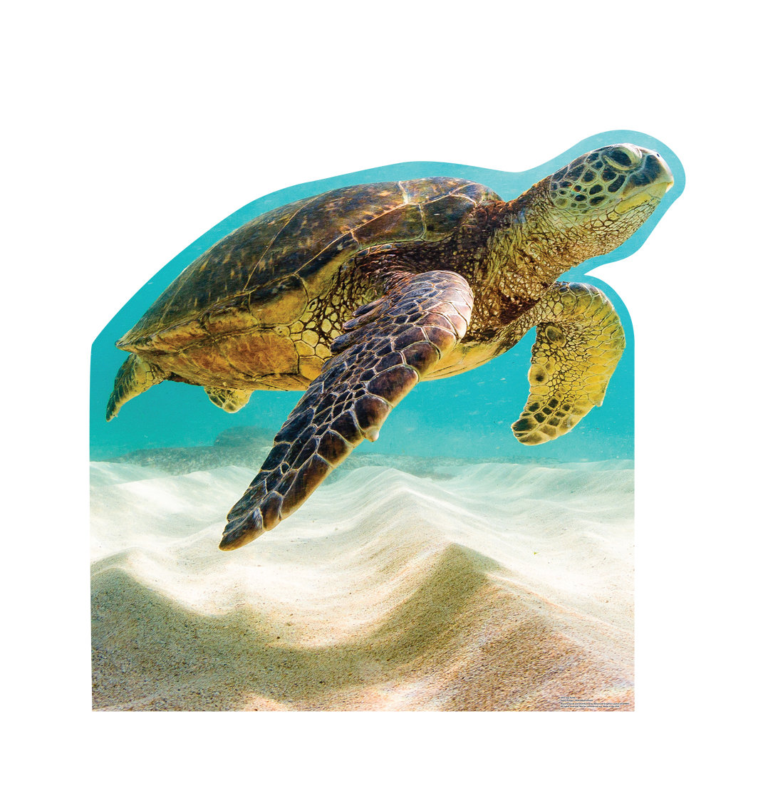 Advanced Graphics Sea Turtle Cardboard Standup | Wayfair