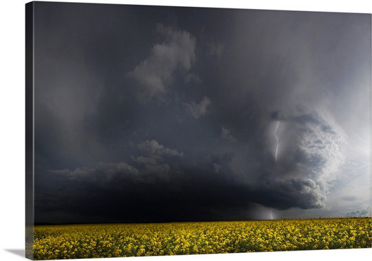 The Twillery Co.® Straub Stormfront by Franz Schumacher - Graphic Art ...