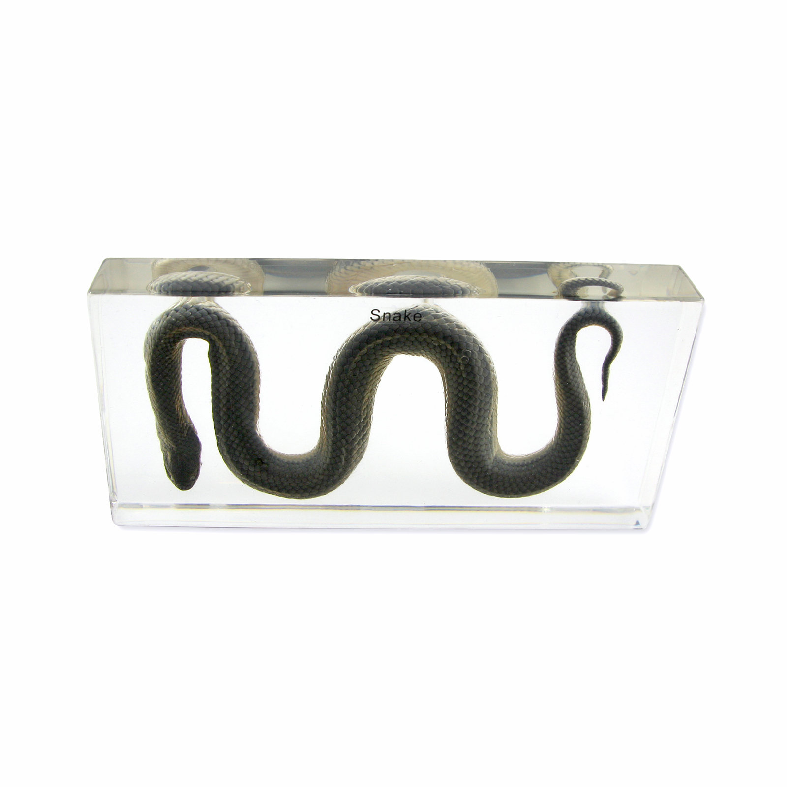 Rosalind Wheeler Procopio Snake Desk Decoration | Wayfair