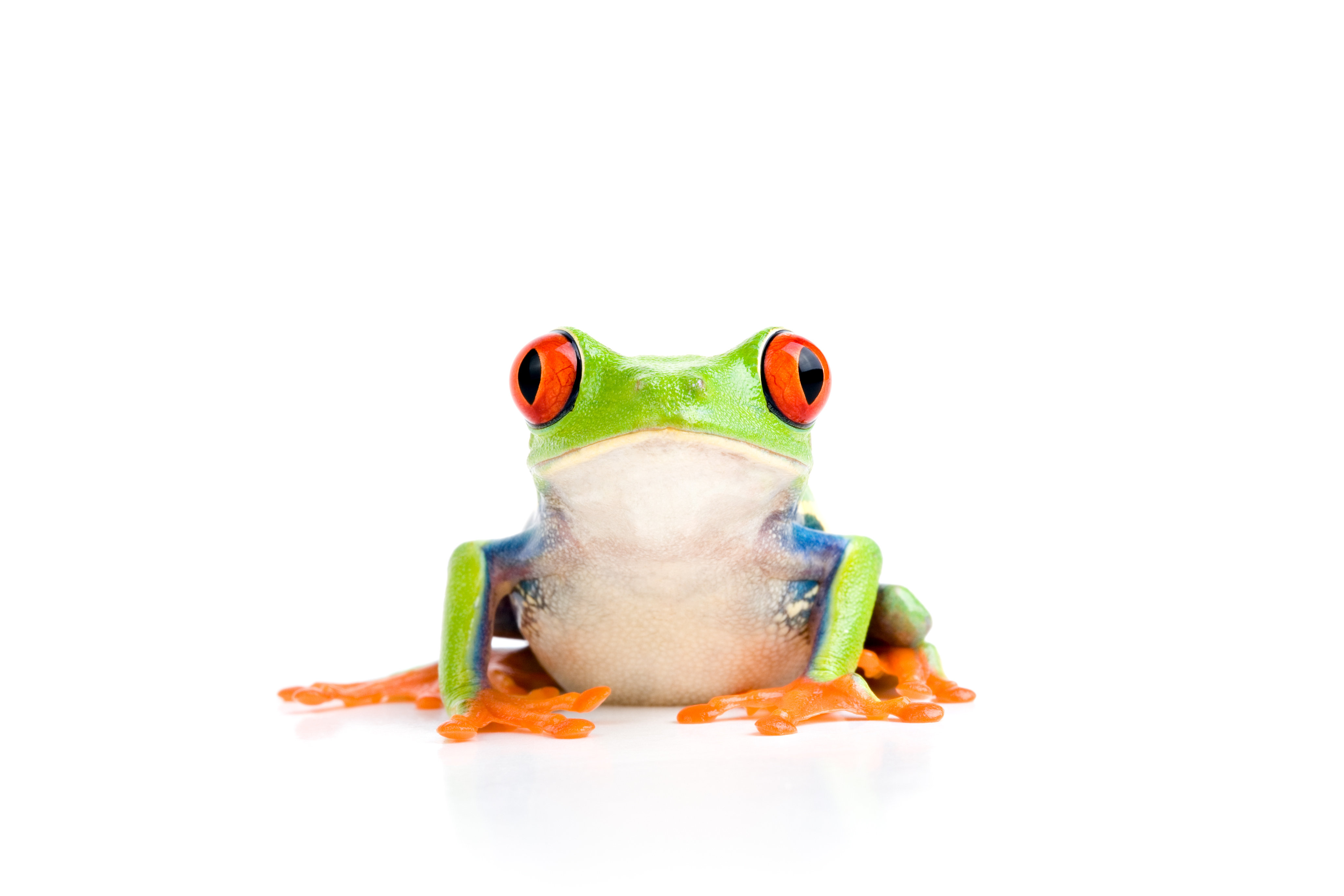 Winston Porter Green Tree Frog With Red Eyes Isolated On White ...