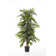 artplants.de Akumo Floor Longjack Tree in Pot | Wayfair.co.uk