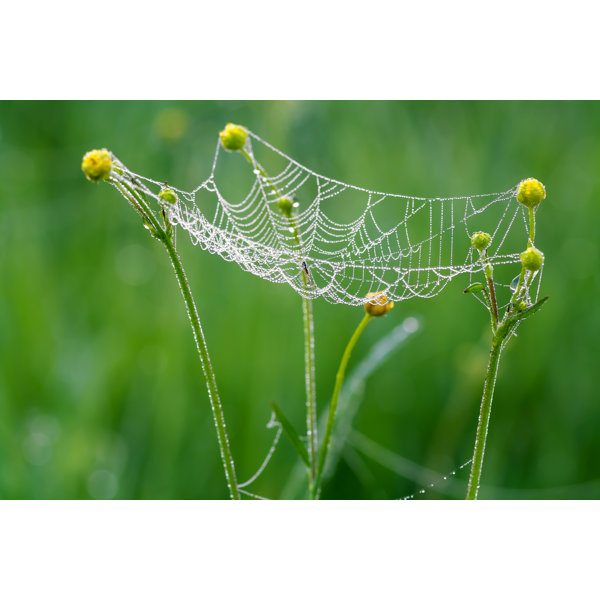 Ebern Designs Web With Drops Of Dew - Wrapped Canvas Photograph | Wayfair