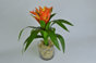 T&C Floral Company Tropical Bromeliad Centerpiece in Glass Jar ...