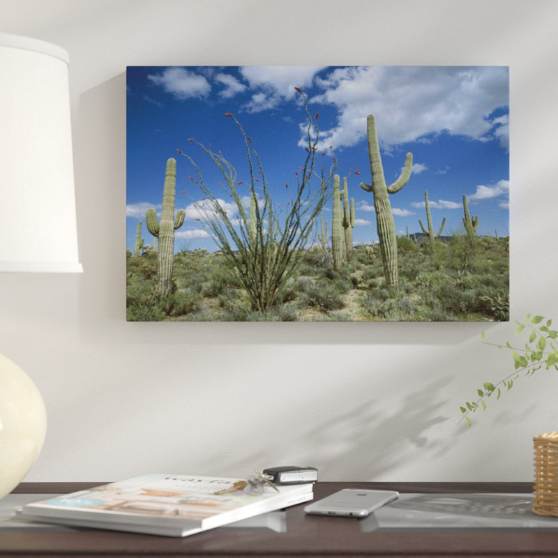 East Urban Home Sonoran Desert Landscape, Tucson, Arizona - Picture ...