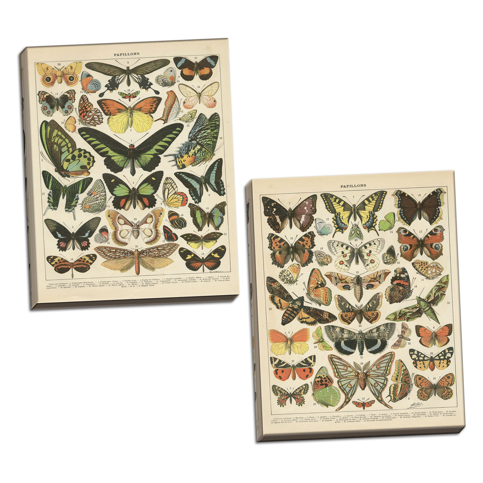August Grove® Popular Vintage French Types Of Papillons Butterflies by ...