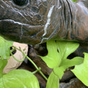 Hi-Line Gift Ltd. Large Turtle Statue & Reviews | Wayfair