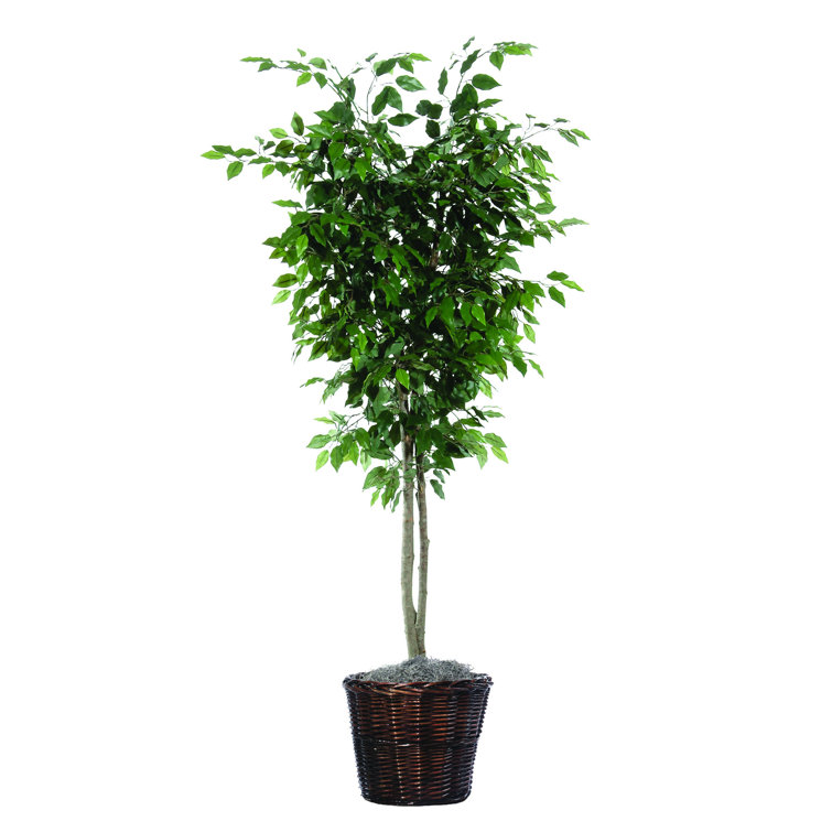 Primrue Artificial Potted Natural Ficus Tree in Basket & Reviews | Wayfair