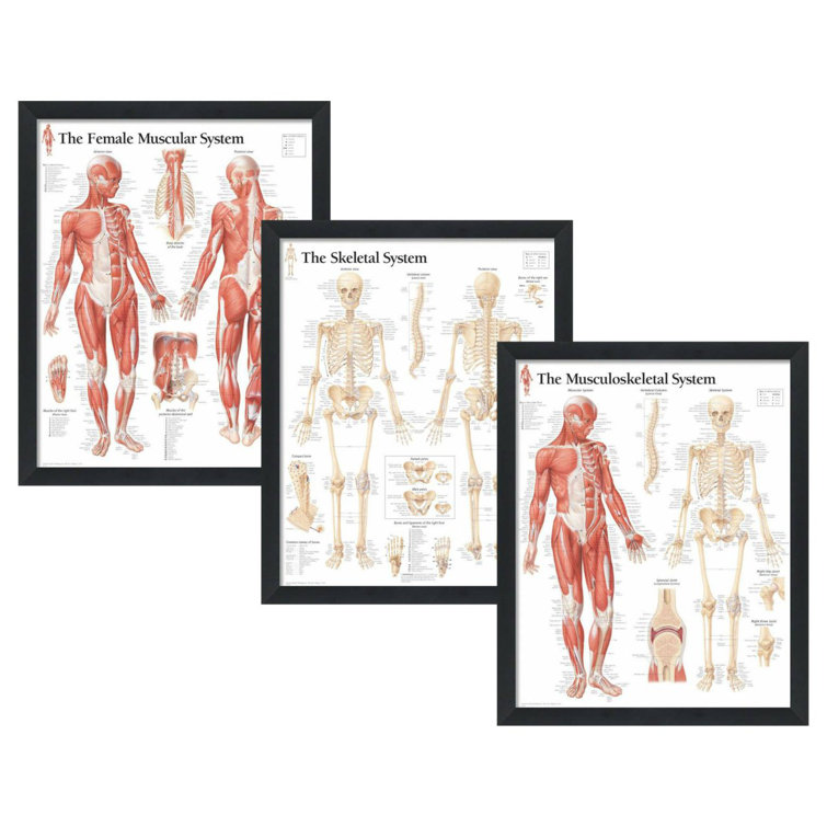 WallsThatSpeak Set Of 3 Framed Medical Posters: The Female Muscular ...