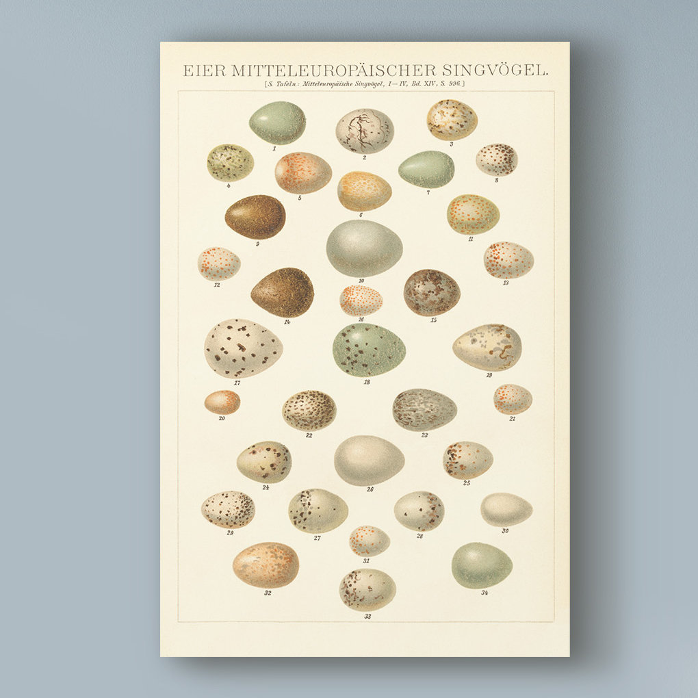 East Urban Home Songbird Egg Chart by Wild Apple Portfolio - Wrapped ...