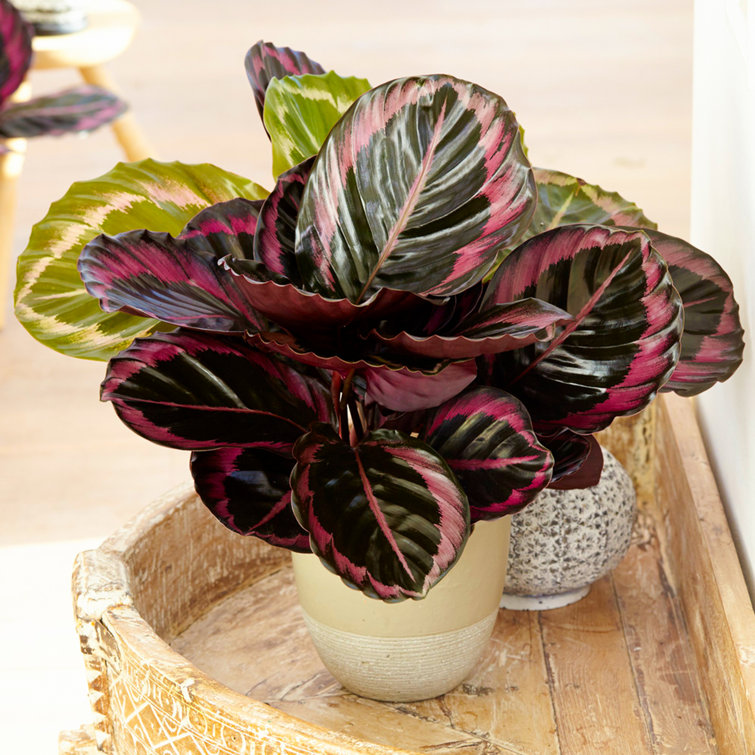 The Seasonal Aisle Bosch Calathea Surprise Star | Wayfair.co.uk