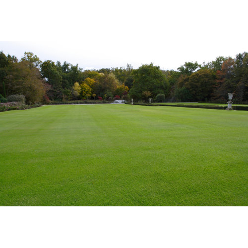 17 Stories Big Grass-Plot by - Wrapped Canvas Photograph | Wayfair.co.uk