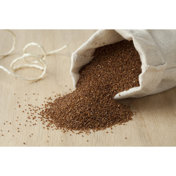 Hokku Designs Teff Seeds by Picturepartners - Wrapped Canvas Photograph ...