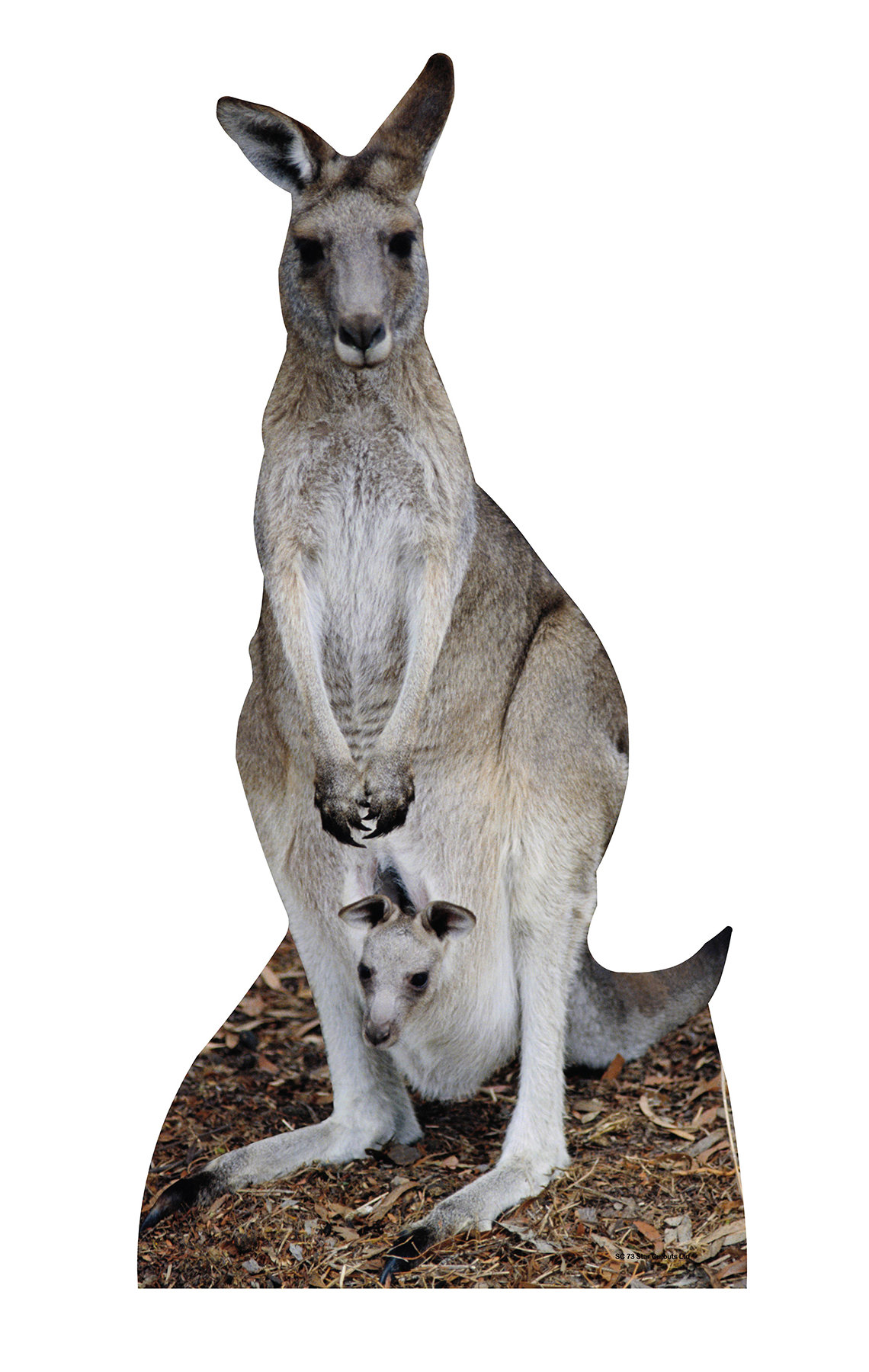 Star Cutouts Kangaroo Cardboard Standup | Wayfair