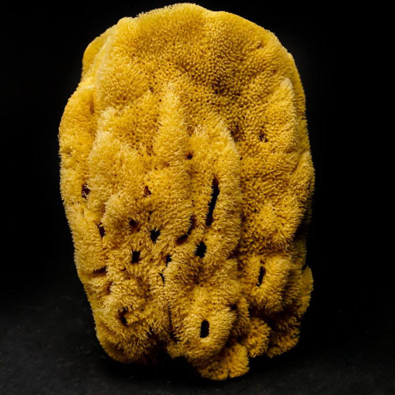 Artist's impression of what SpongeBob SquarePants would look like in ...