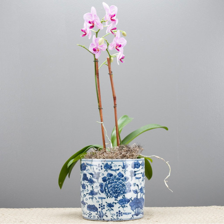 Danny's Fine Porcelain Classic Porcelain Pot Planter - White/Blue ...