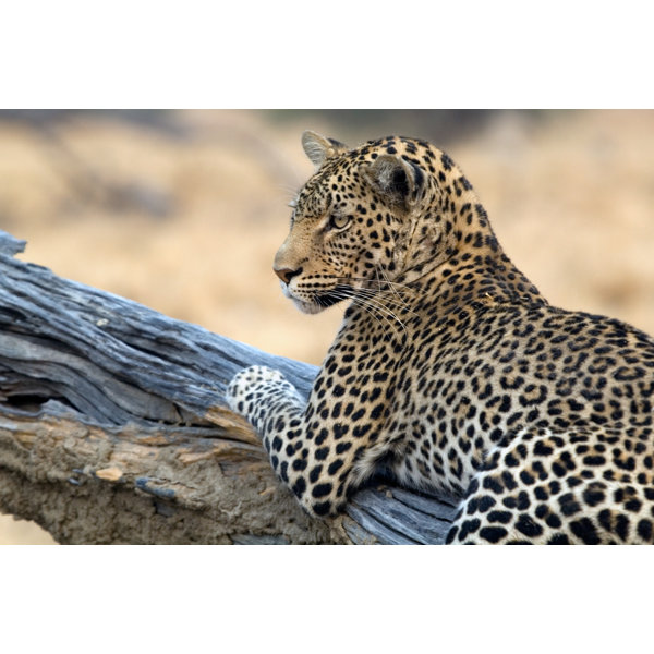 Ebern Designs Leopard Sitting In A Tree - Wrapped Canvas Photograph ...