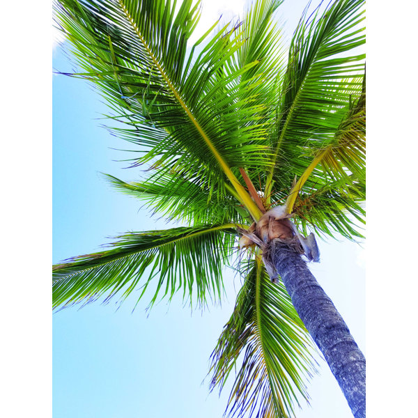 Bayou Breeze Florida Palm | Wayfair