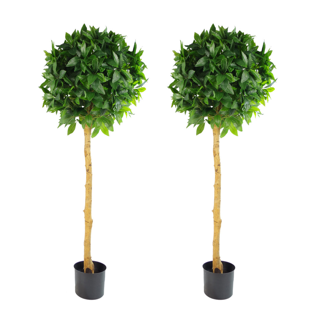 Bay Trees: Bay Trees & Planters For Sale, Laurus Nobilis