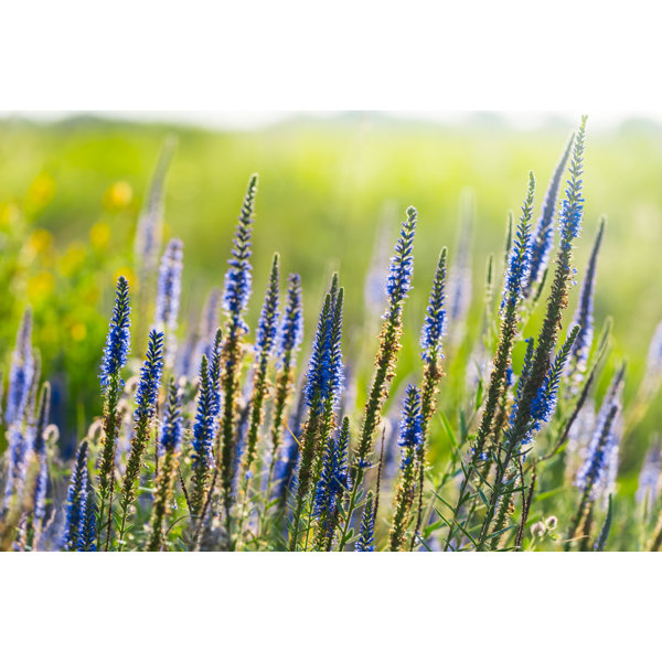Ebern Designs Violet Prairie Flowers - Wrapped Canvas Photograph | Wayfair