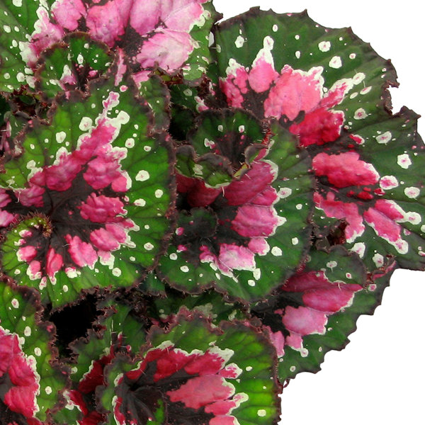 The Seasonal Aisle Bosch Begonia Macarena | Wayfair.co.uk