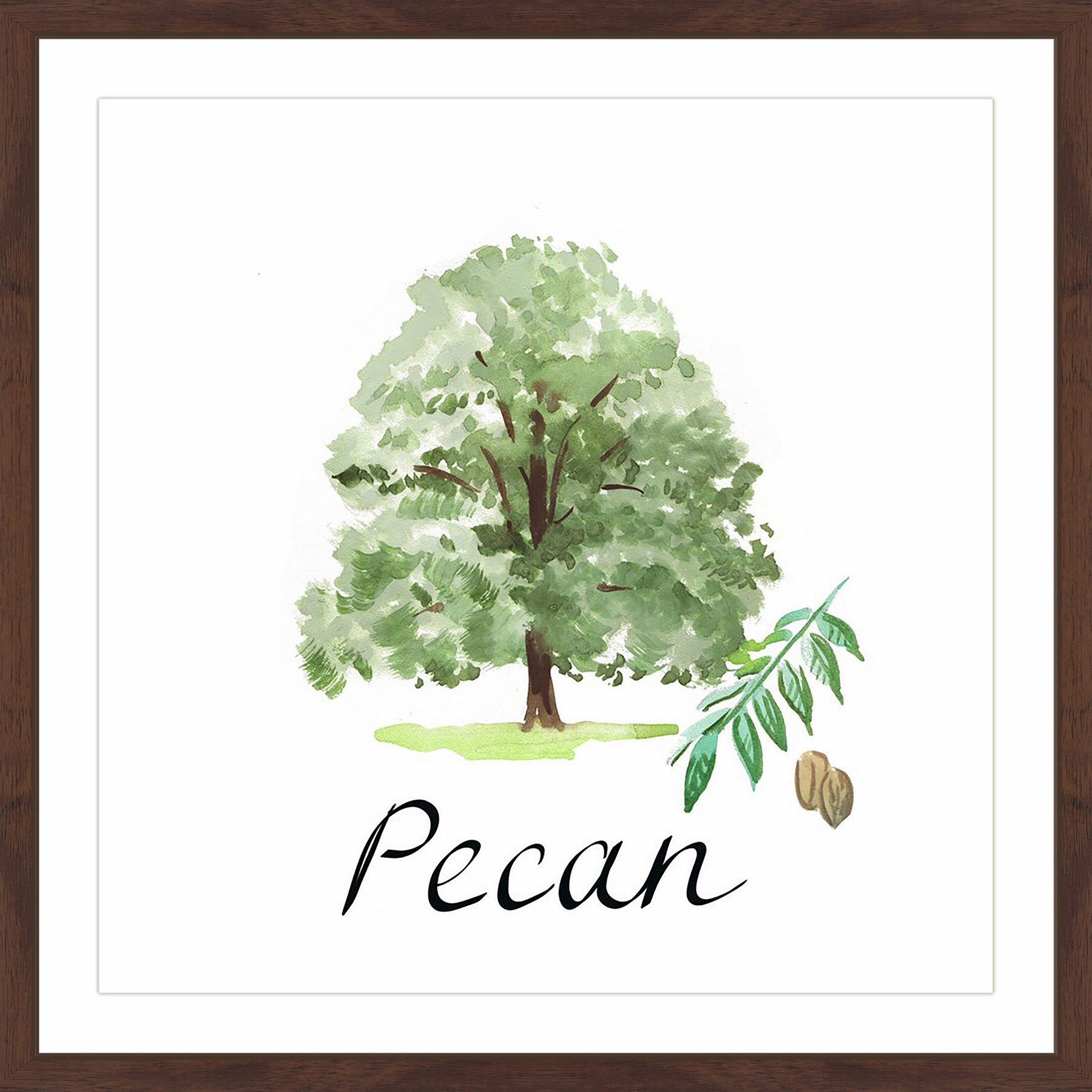 Red Barrel Studio® Pecan Tree - Picture Frame Print | Wayfair