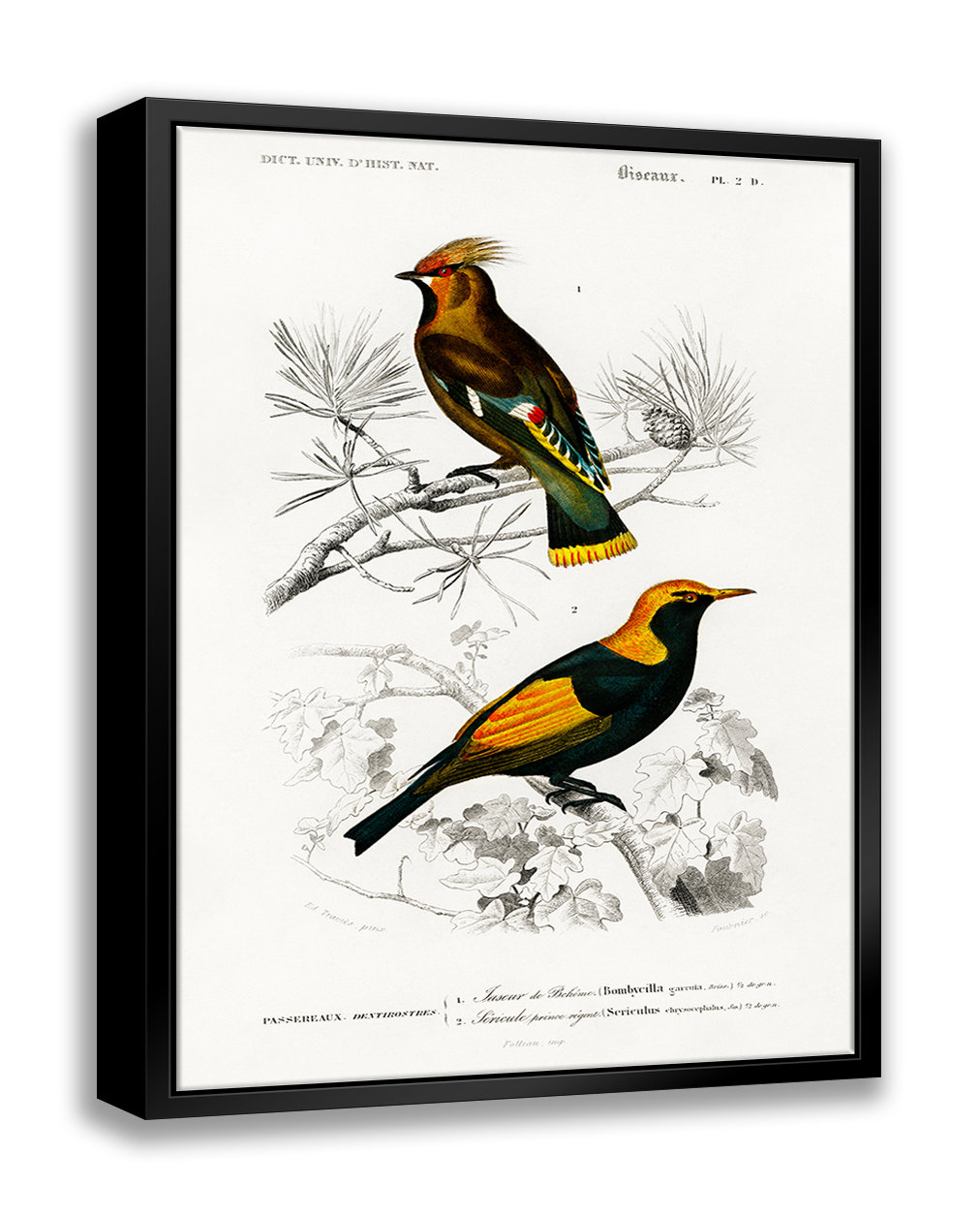 Bayou Breeze Natural History - Different Types Of Birds 20 - Floater ...